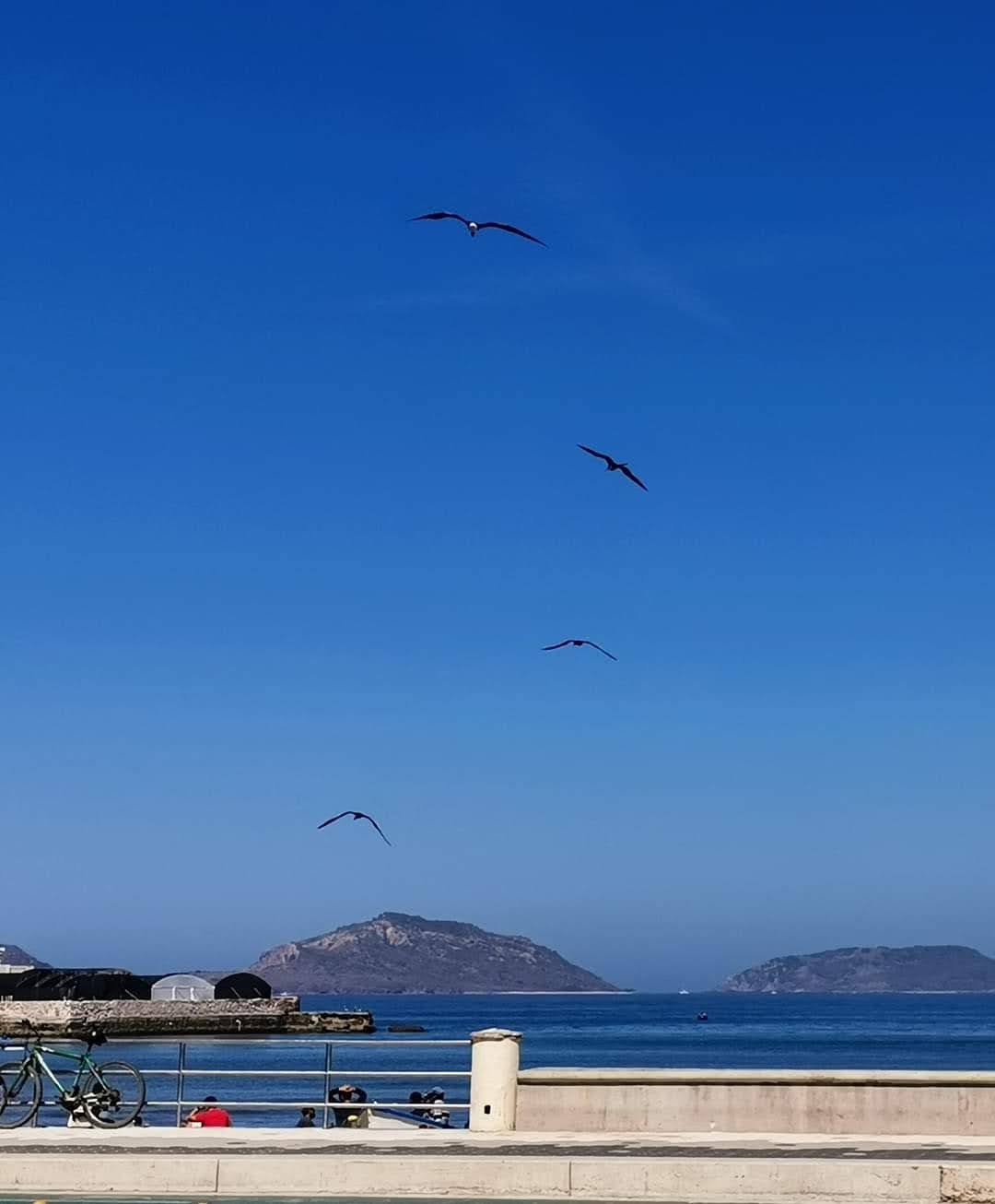 Día Mundial de las Aves Playeras - Mazatlán Interactivo