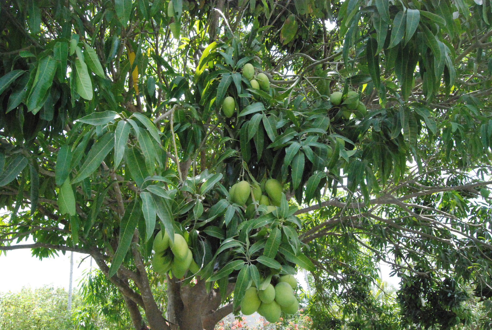 Productores mexicanos baten récord de producción anual de mango en la ...