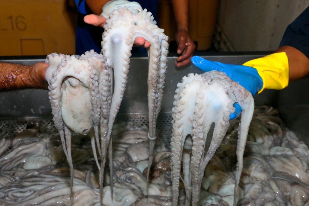 Está México en tercer lugar en producción de pulpo a nivel mundial, de ...