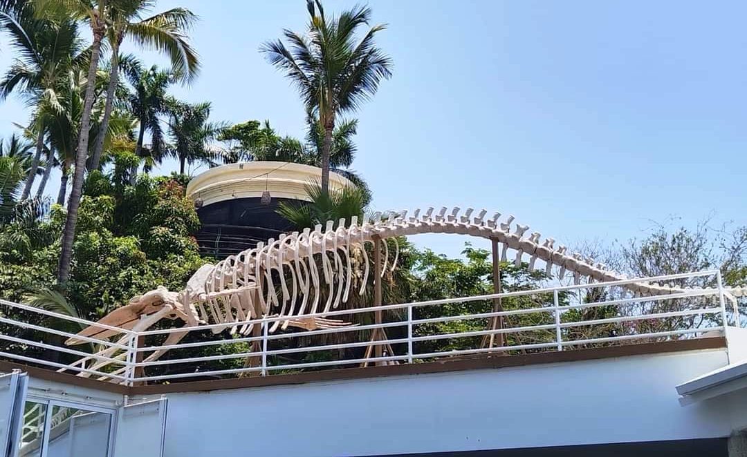 Lo Nuevo en Mazatlán!!! El Museo Nacional de la Ballena (MUNBA ...